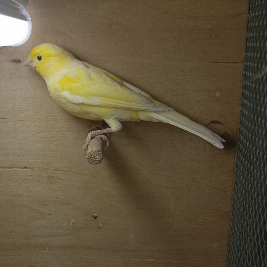 Кенор