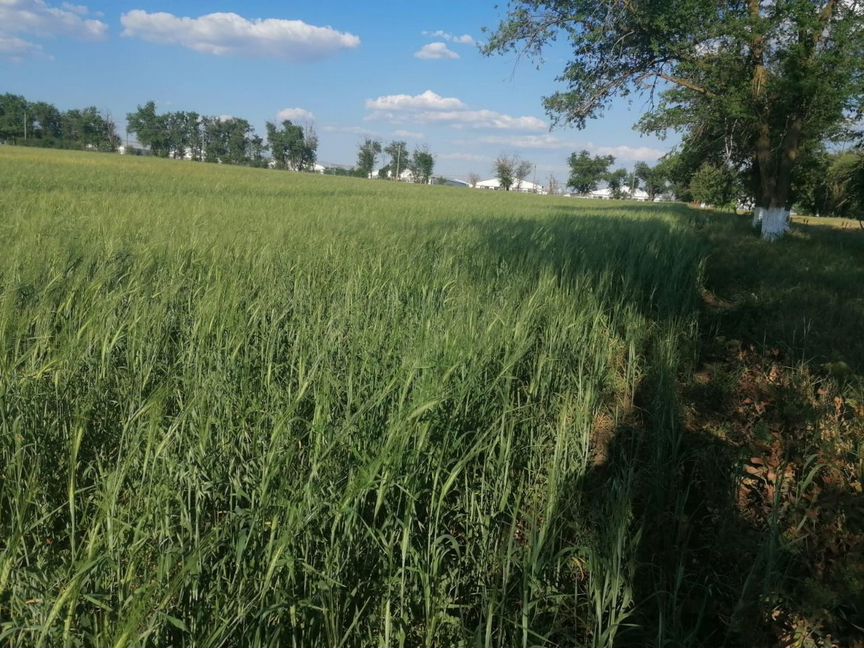 Сено в тюках. Вико-овсяно-ячменная смесь