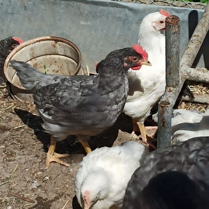 Петушки Коралл Ник и Доминант