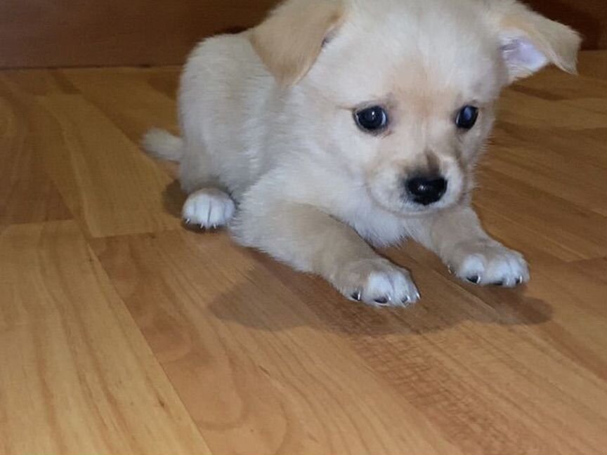 Щенки мальчики