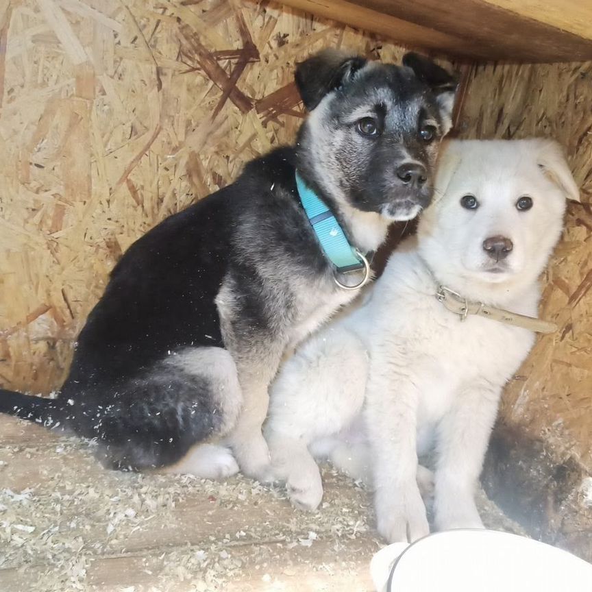 Щенок в добрые руки