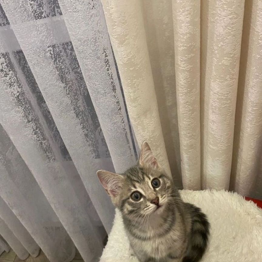 Британский смешанный котёнок