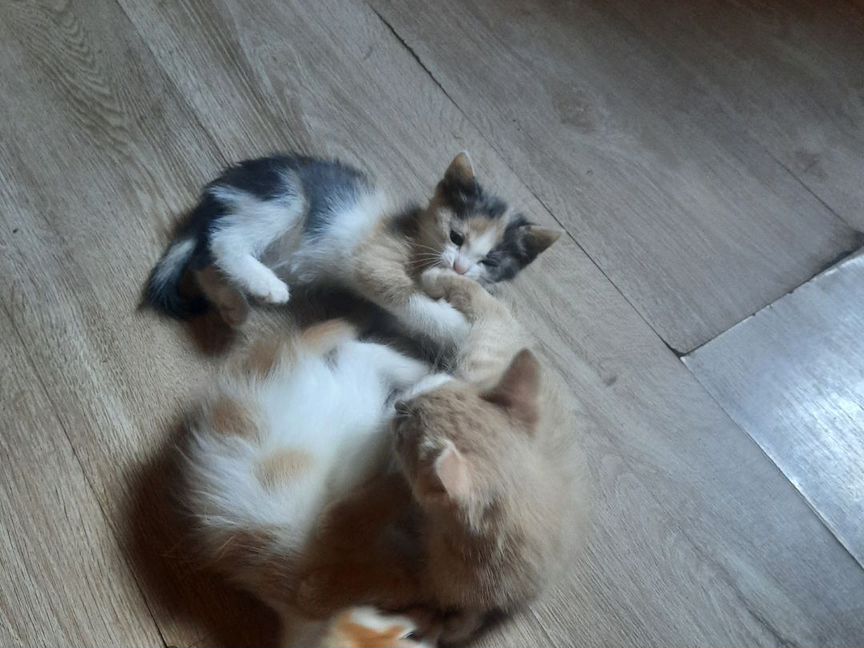 Котята в добрые руки