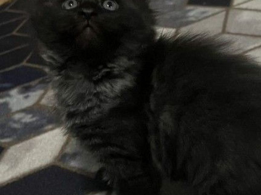 Лохматые рысята