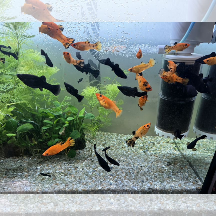 Моллинезия