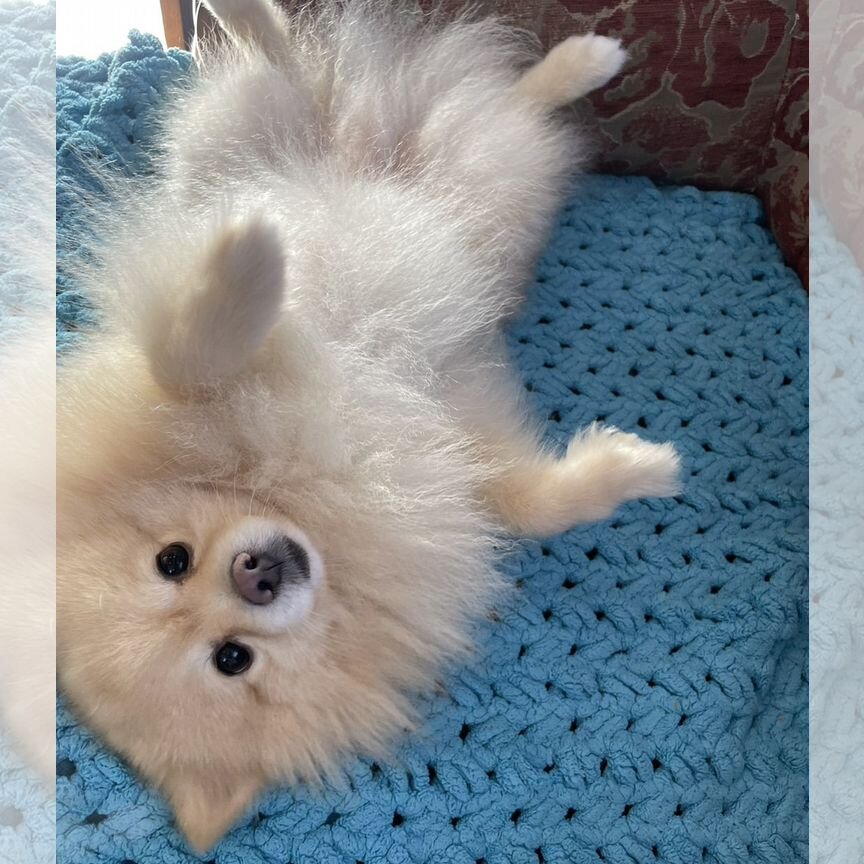 Шпиц ищет невесту