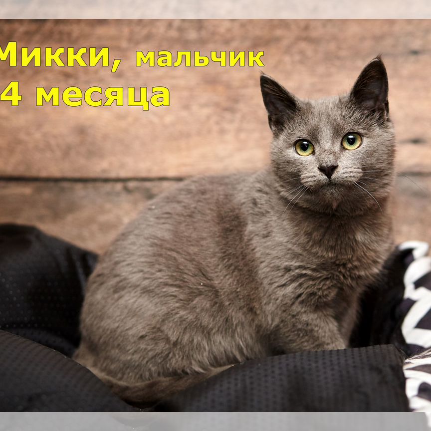 Котенок 3 месяца похож на британца