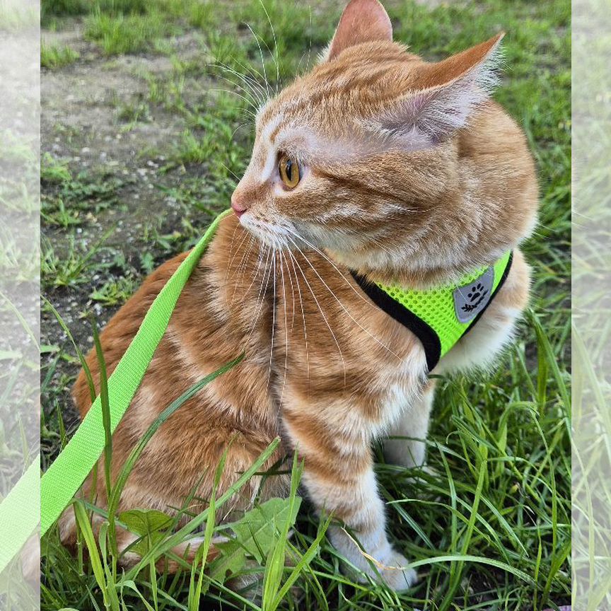 Котик в добрые руки
