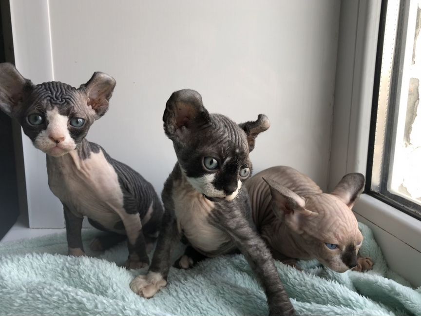 Котята сфинкс эльф
