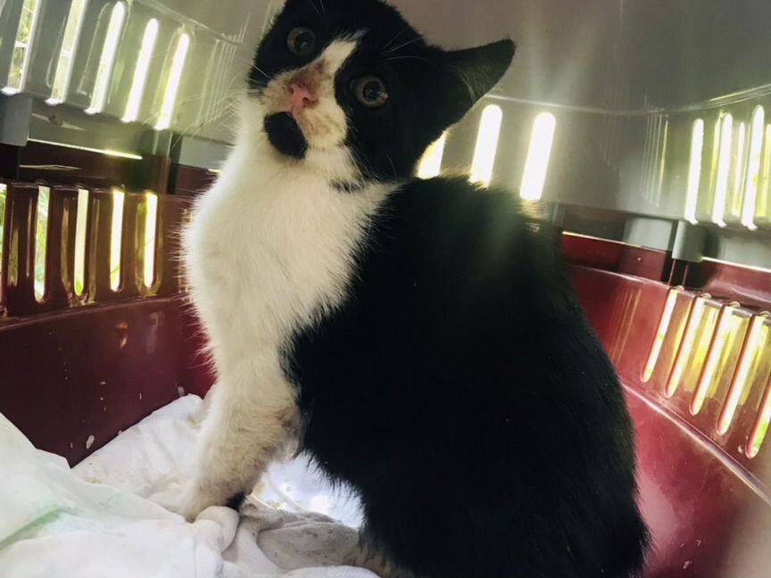 Черно-белый котенок в добрые руки