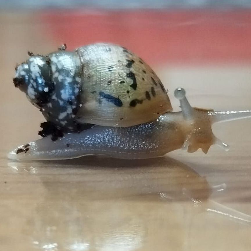 Улитки ахатины маленькие