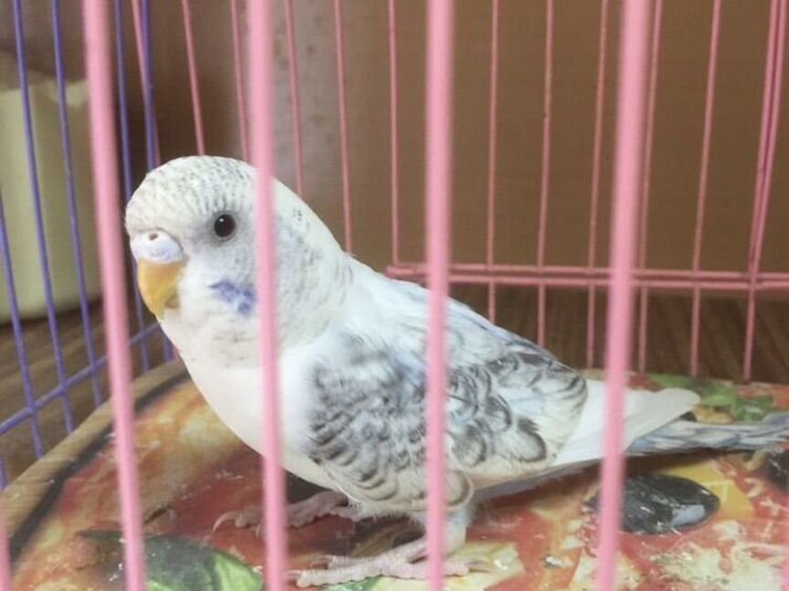 Волнистый попугай