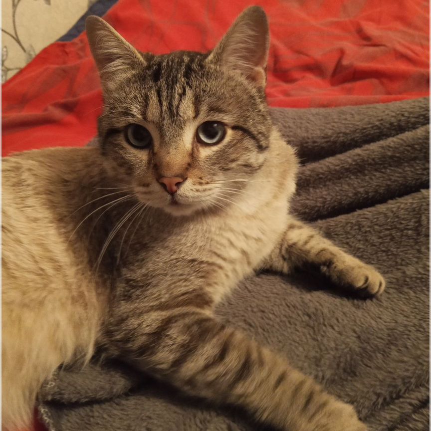 Тайский кот, взрослый