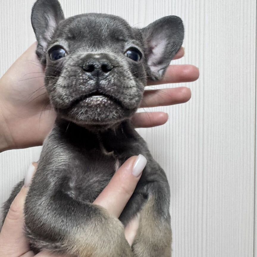 Французский бульдог, щенок