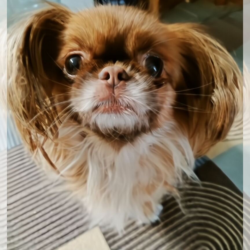 Пекинес, взрослая собака