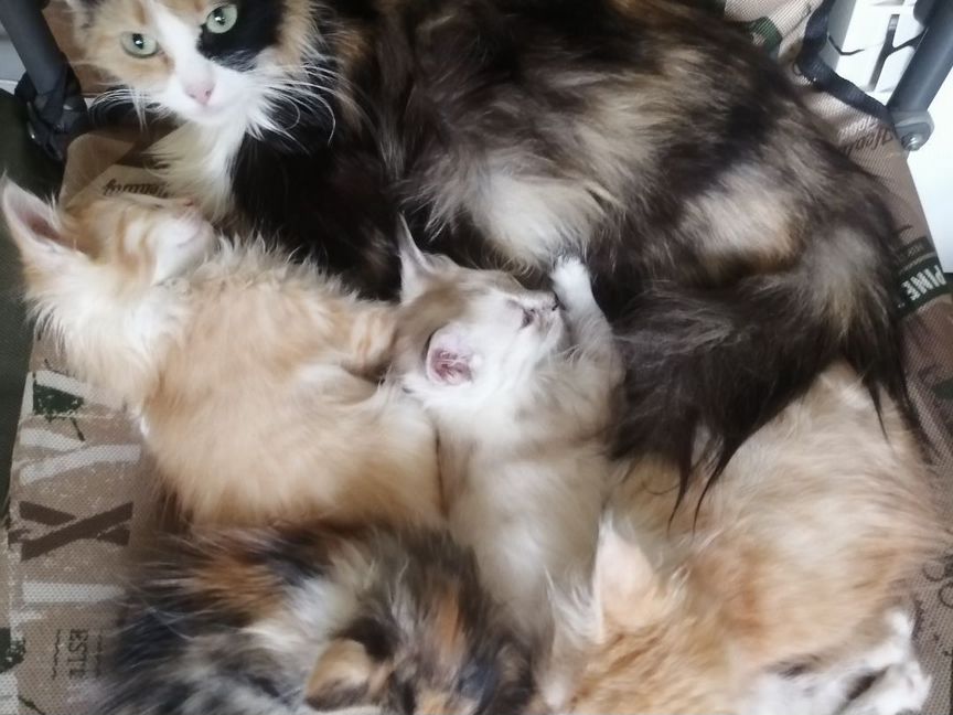 Котята