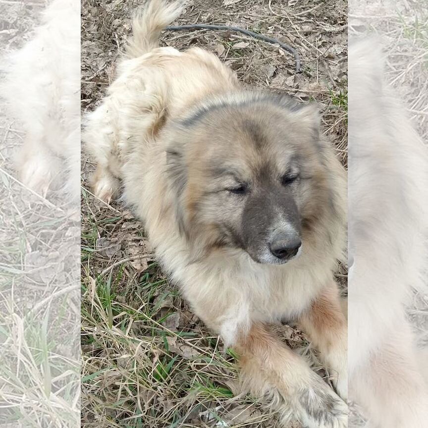 Взрослый пёс в добрые руки