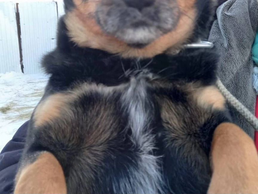 Альма в добрые руки