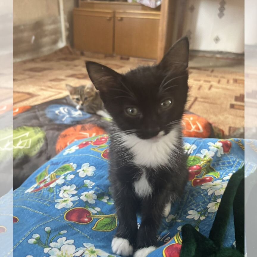 Котёнок в добрые руки