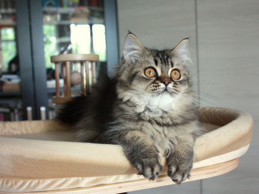 Шотландский котёнок