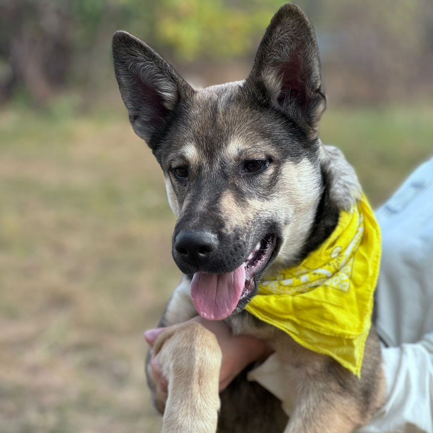 Щенок подосток Имбирь ищет дом