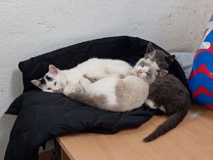 Котята в добрые руки