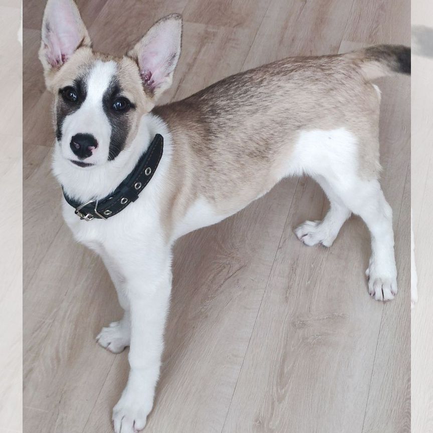 Щенок в добрые руки