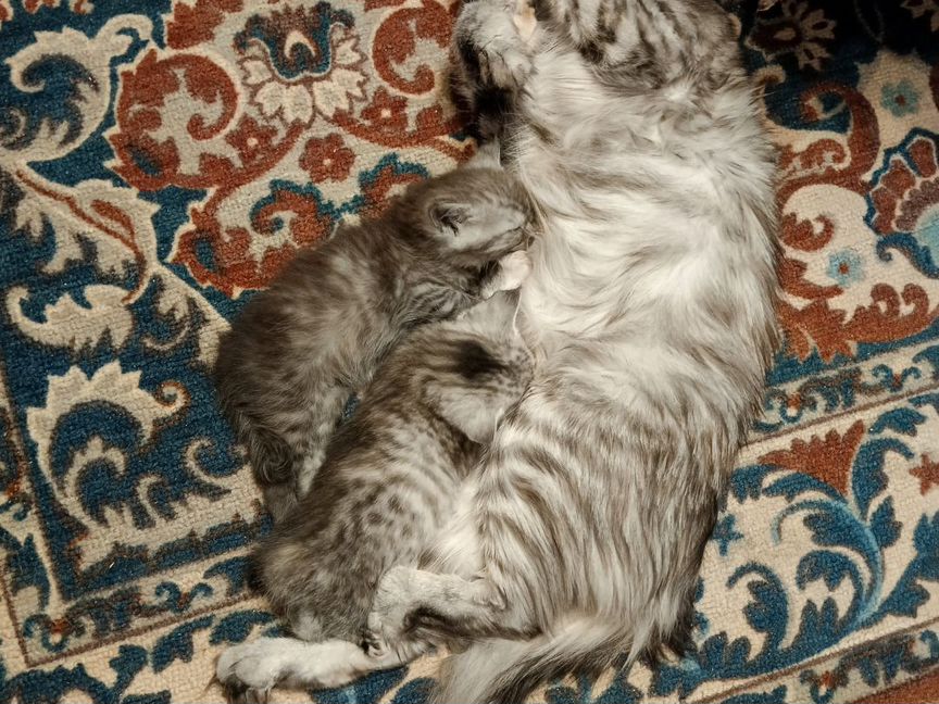 Котята мейн-кун метис