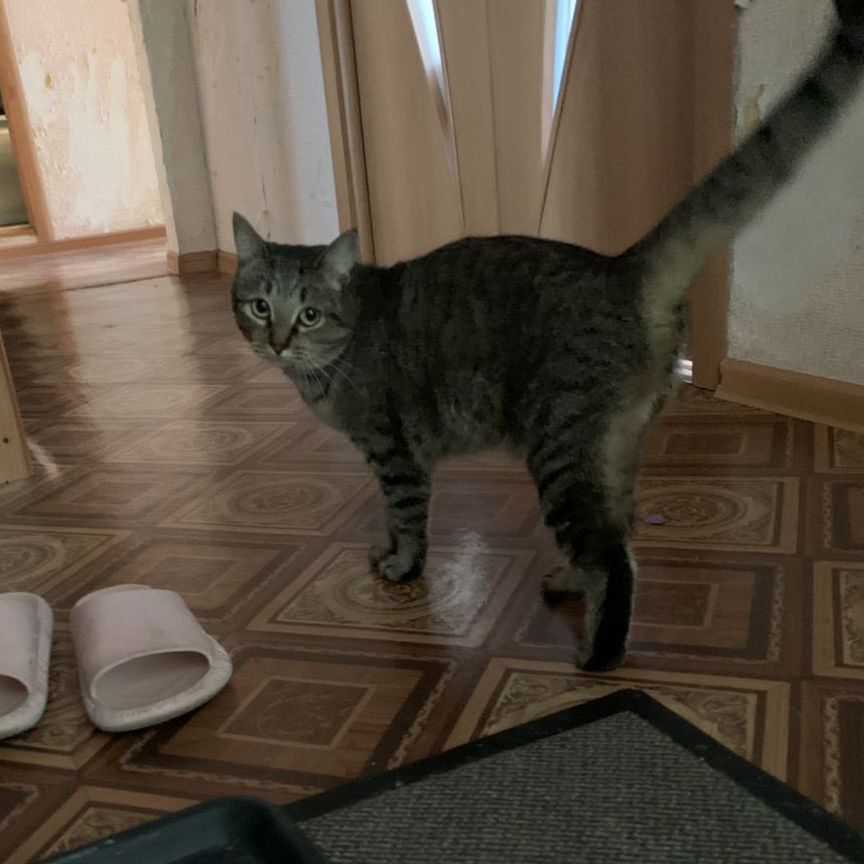 Взрослая, кошка в добрые руки