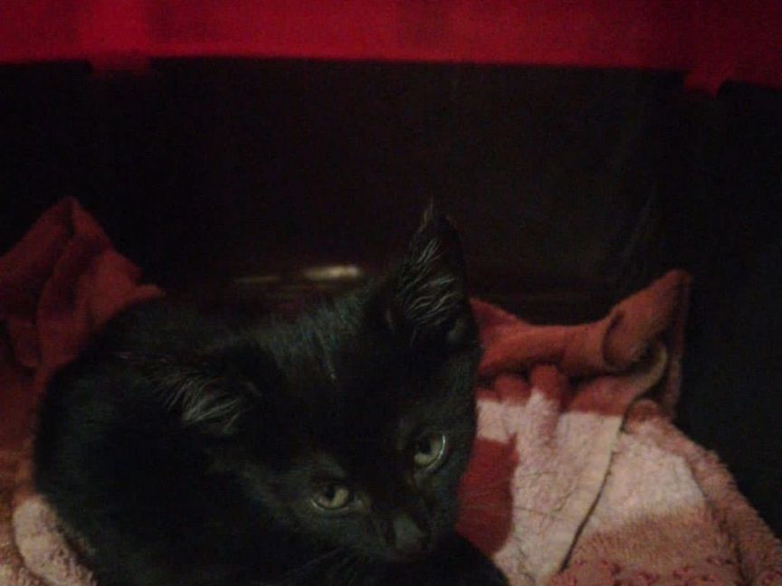 Черный котенок ищет дом