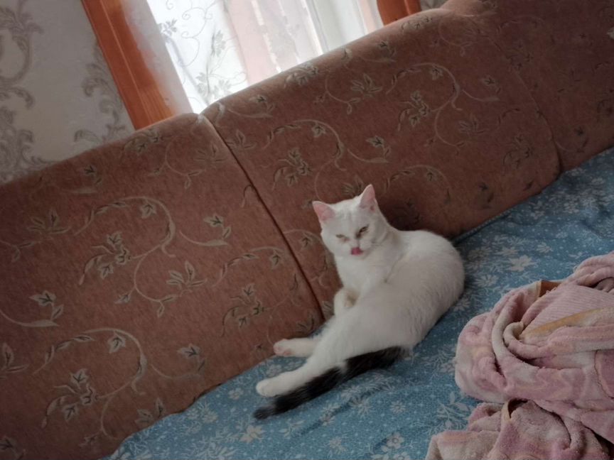 Кошки в добрые руки бесплатно- 1 мес котики