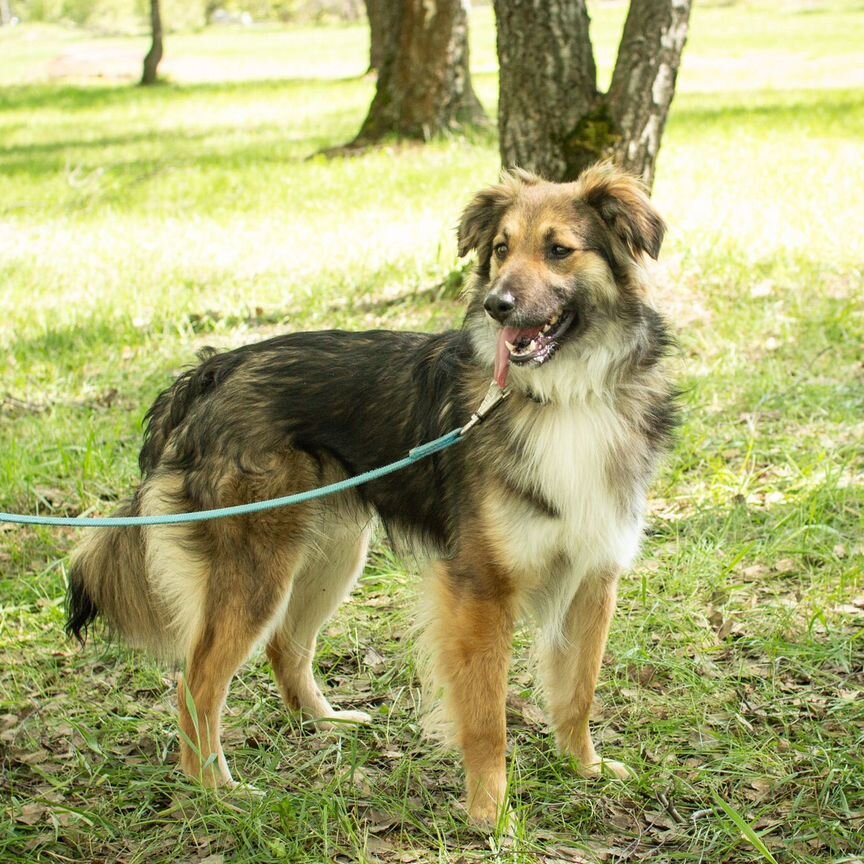 Донни из приюта в добрые руки