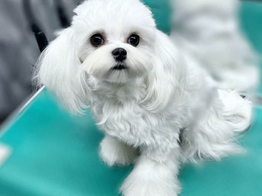 Кукольный мальчик мини мальтезе Корея