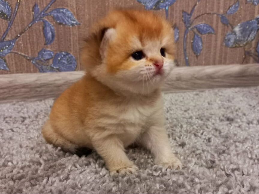 Котята золотая шиншилла