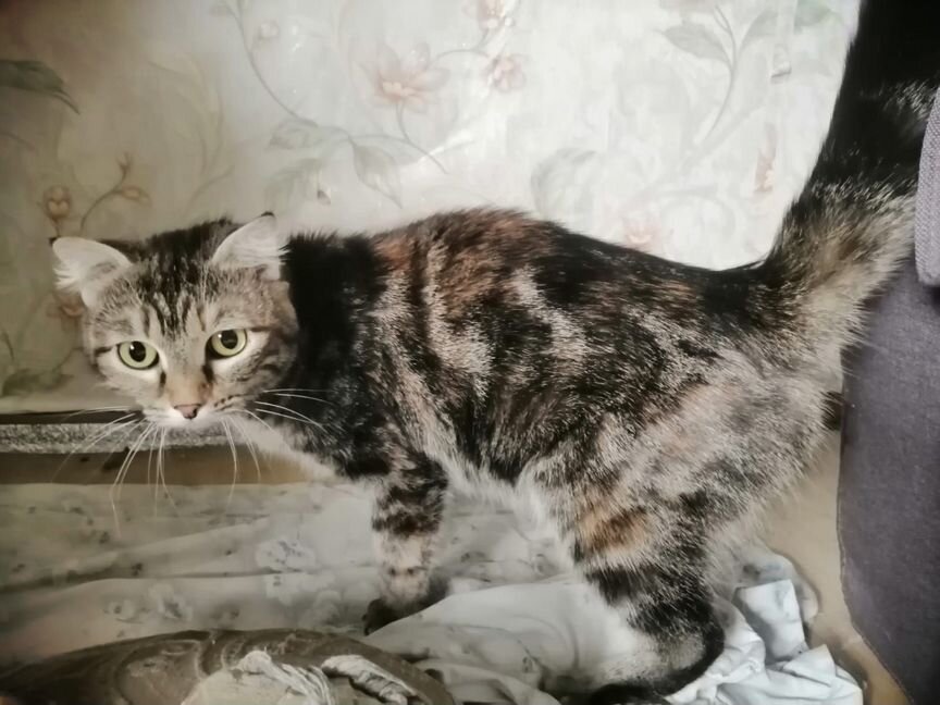 Красивая дама ищет дом