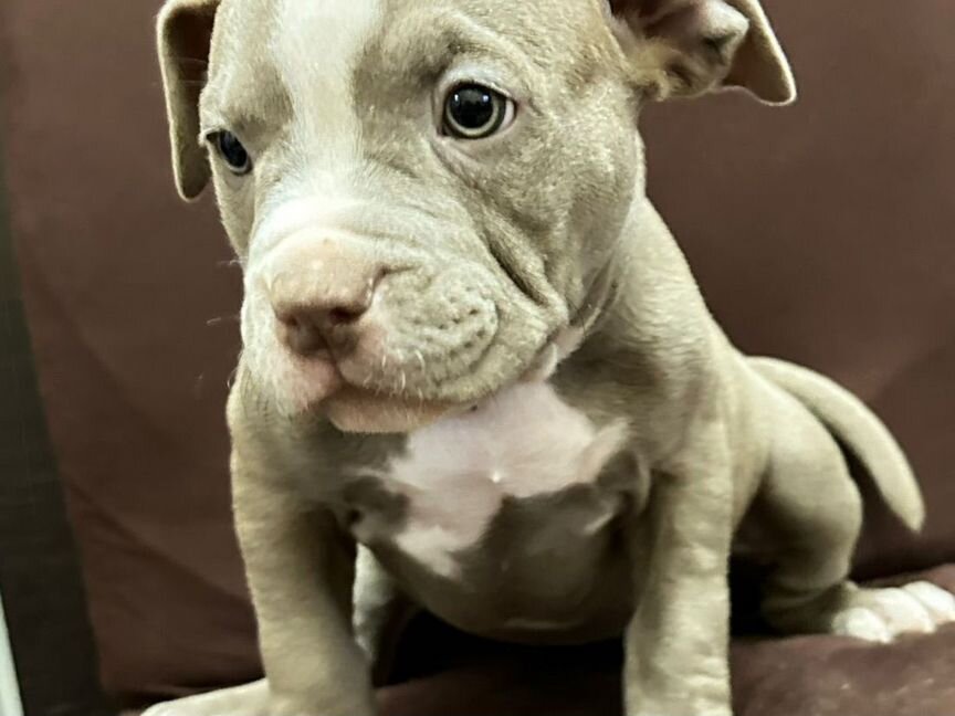 Щенки американского булли