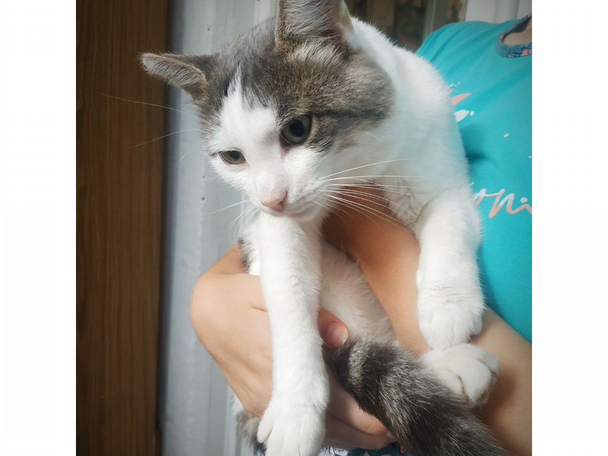 Кот 1 год кастрирован