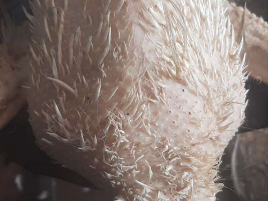 Щипаем птицу