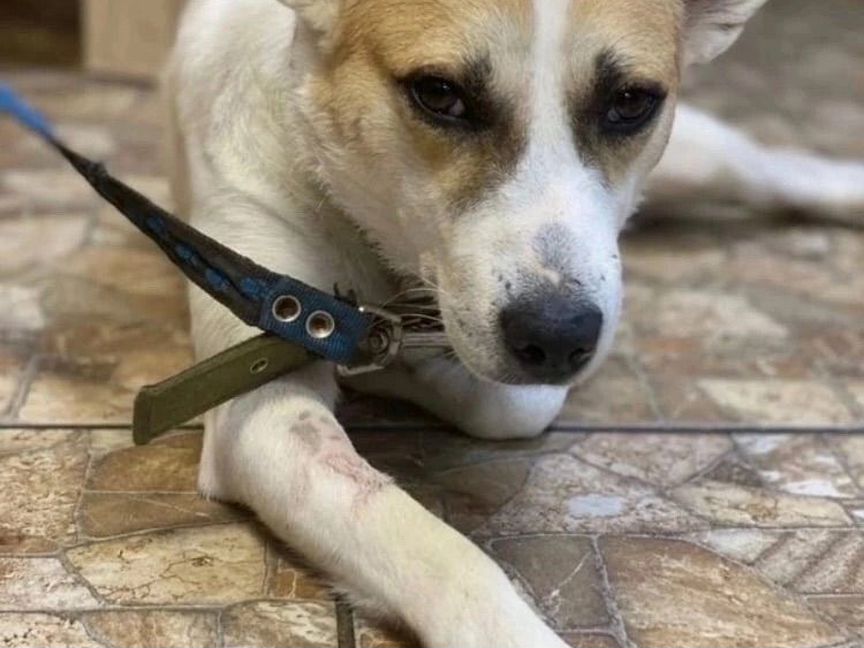 Сонечка в добрые руки