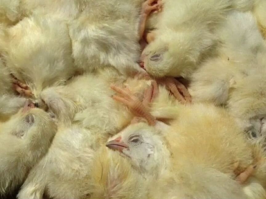 Цыплята суточные на корм