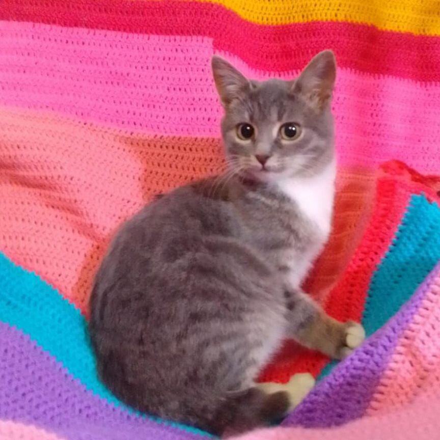 Котёнок в добрые руки