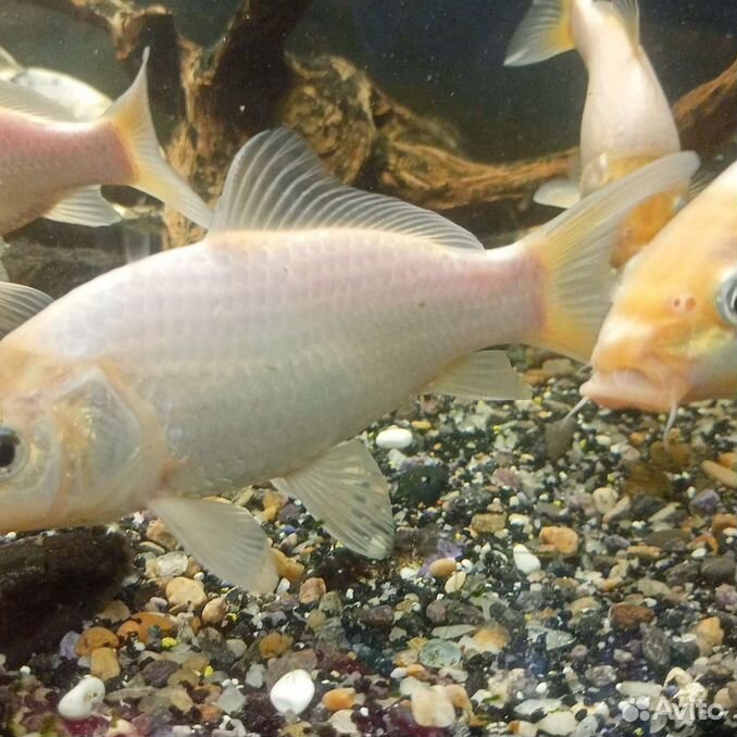 Карпы Кой белые