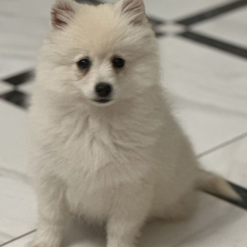 Немецкий малый шпиц от заводчика