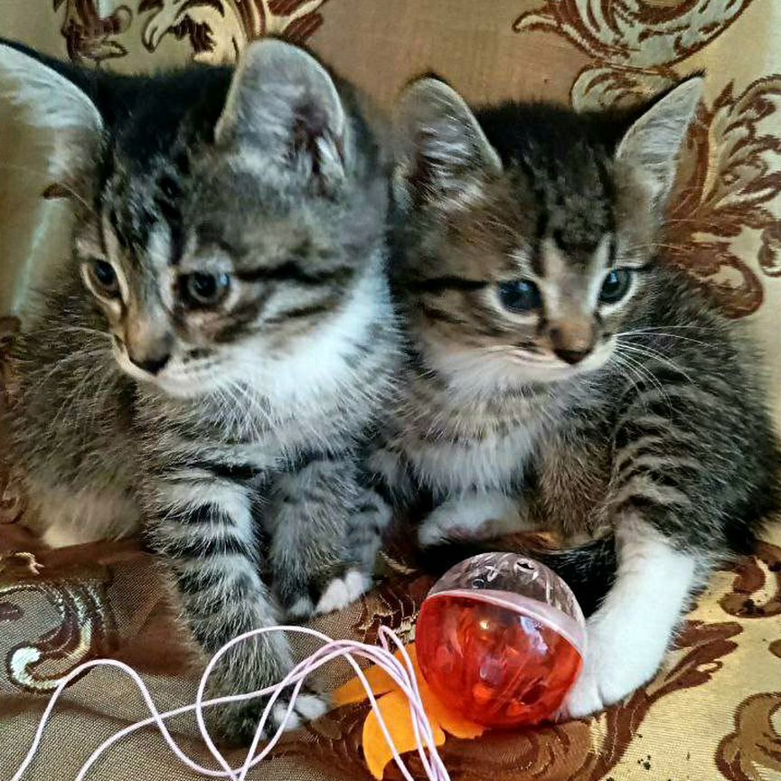 Две сестрички