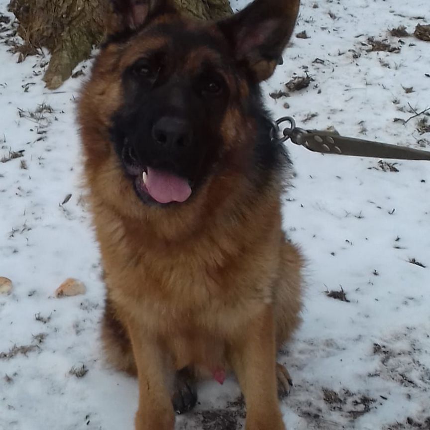 Немецкая овчарка