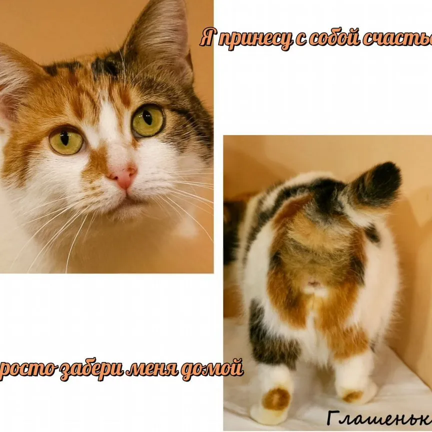Милейшая Глашенька ищет свой дом