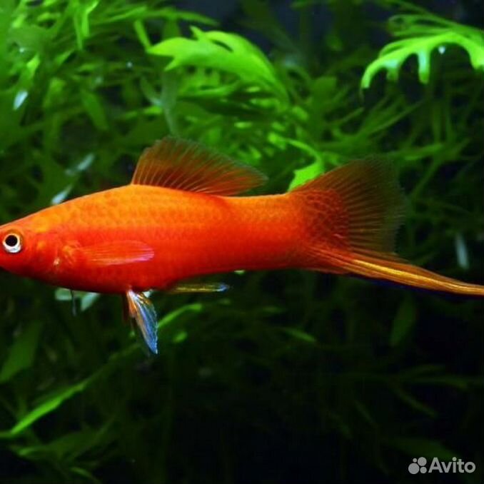 Меченосец Красный (Xiphophorus hellerii var Red)