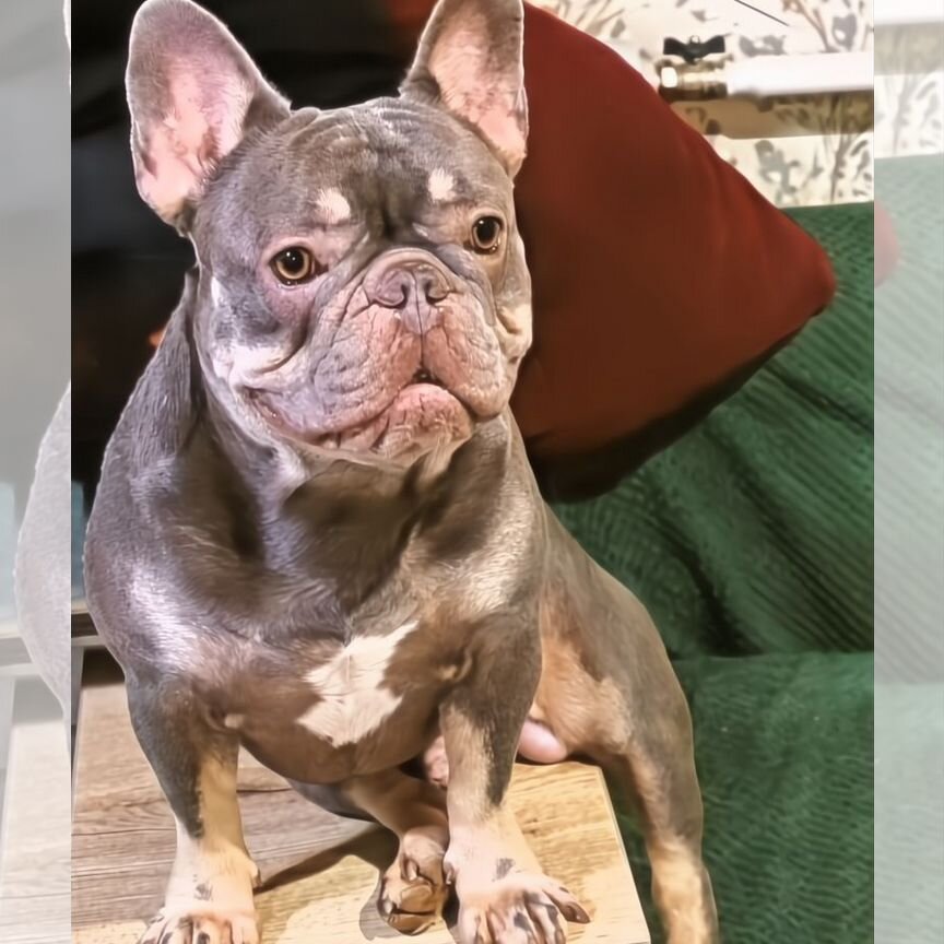 Французский бульдог, взрослый пёс