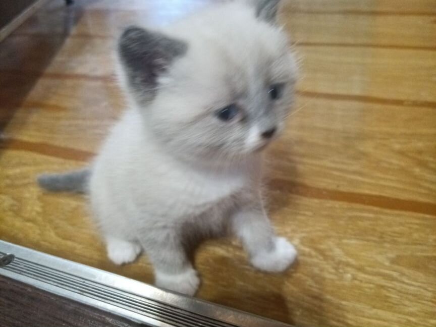 Котята тайской кошки