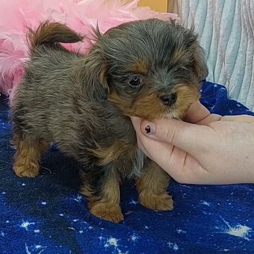 Мальтипу, щенок